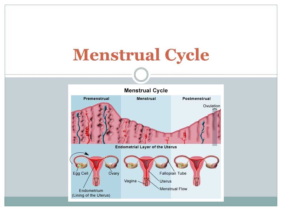 The Science Behind the Menstrual Cycle: Unraveling the Answers [Answer ...