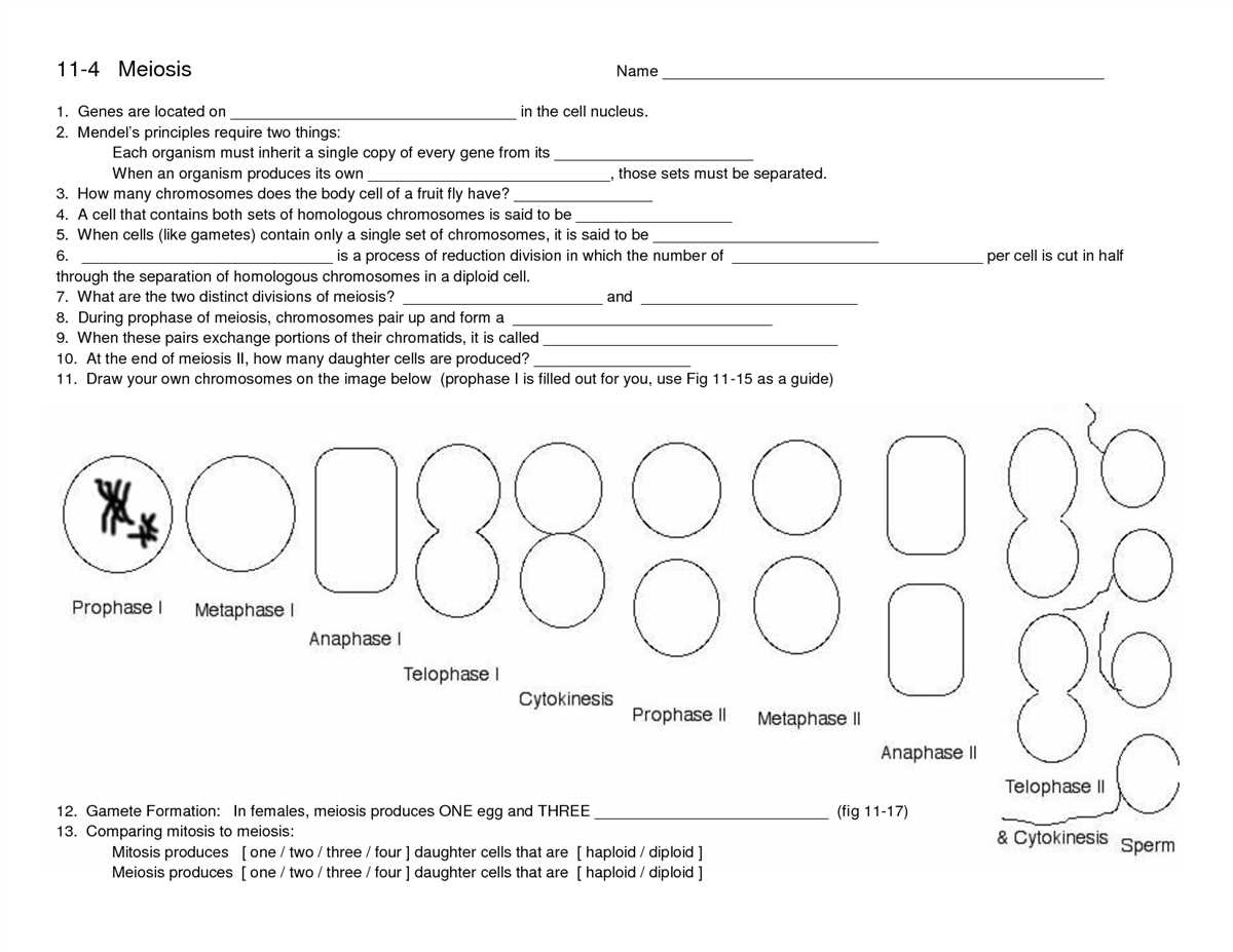 A Comprehensive Guide to Meiosis: Unlocking the Answers You Need ...