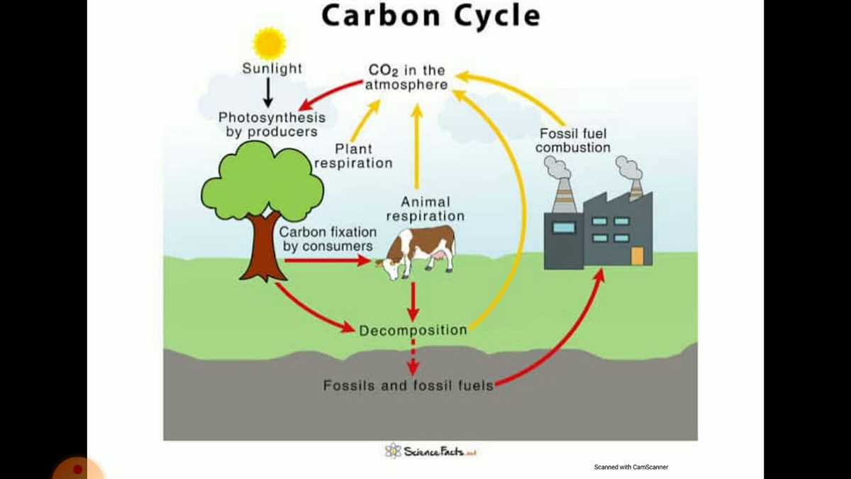 The Ins and Outs of the Carbon Cycle: Unlocking the Answer Key in PDF ...