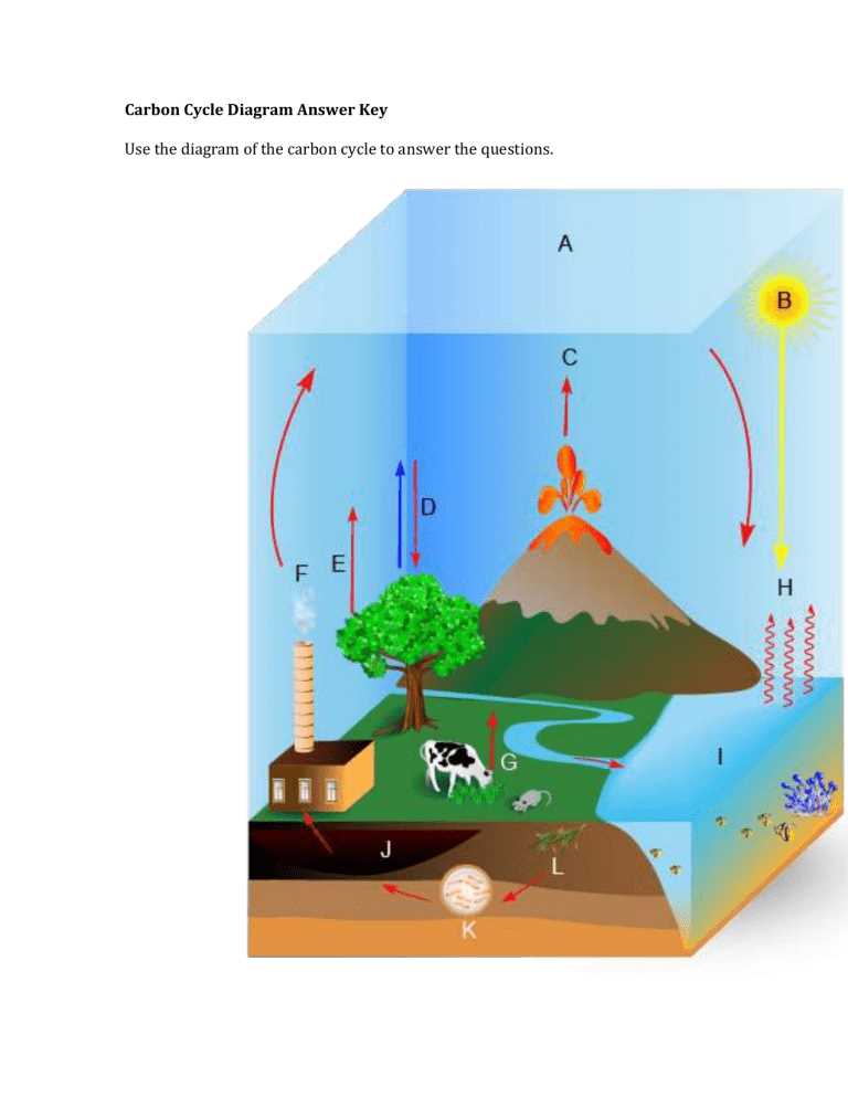 The Ins and Outs of the Carbon Cycle: Unlocking the Answer Key in PDF ...