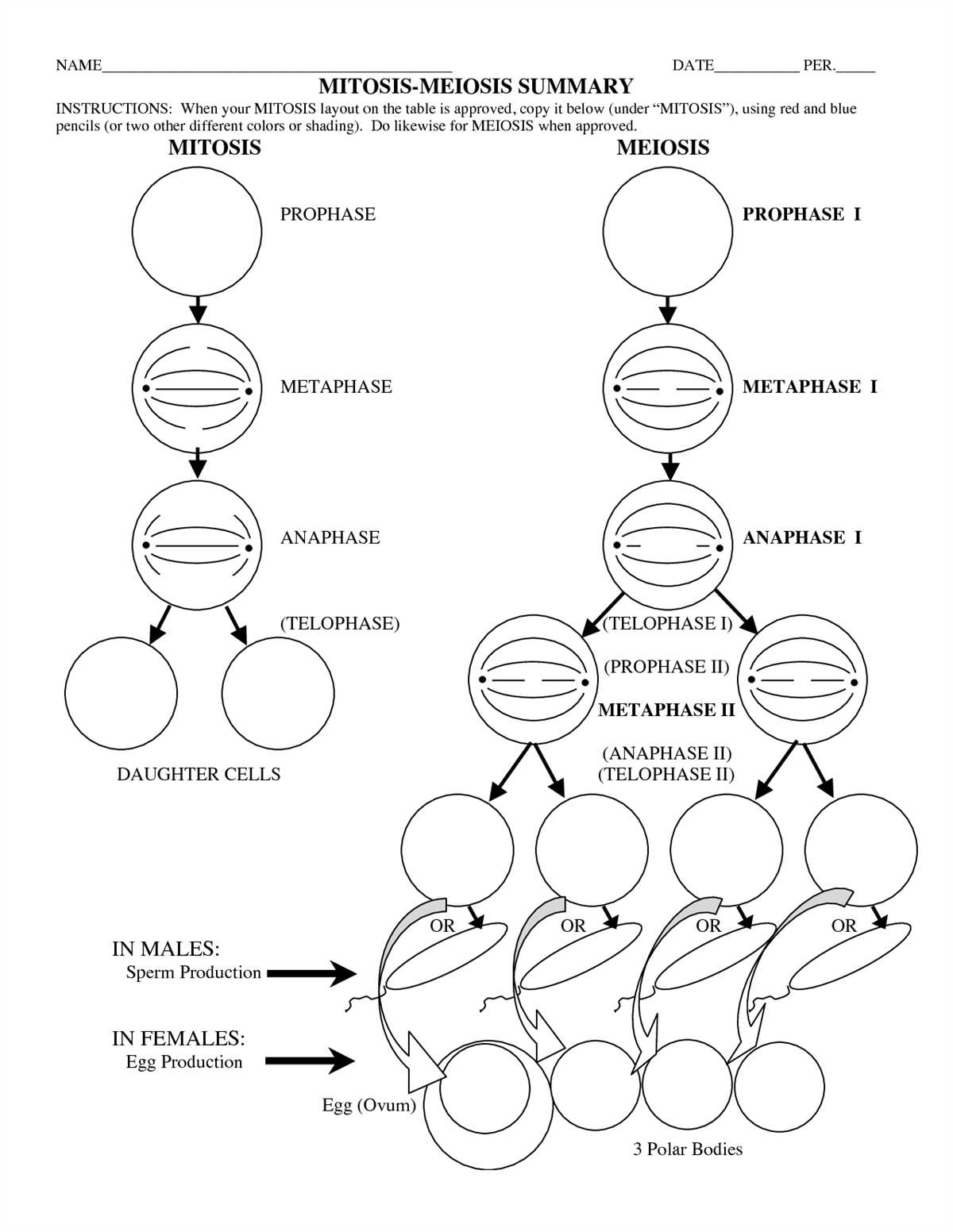The Intricate Processes of Cell Division: Unraveling the Mysteries of ...