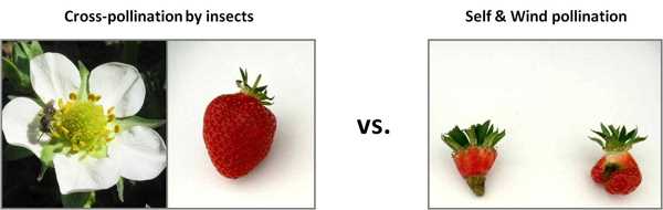 Why Gizmos Are the Perfect Pollinators for Flower to Fruit Processes