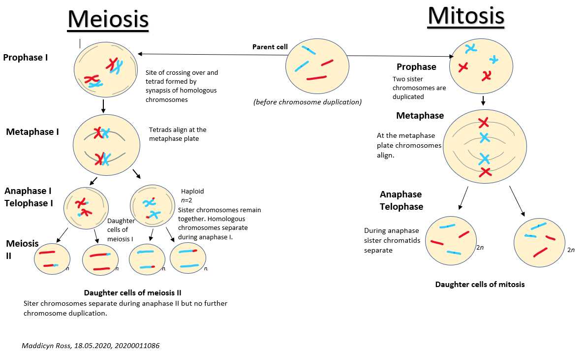 The Intricate Processes of Cell Division: Unraveling the Mysteries of ...