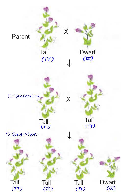 The Secrets Revealed: Mendel and Heredity Worksheet Answer Key Unraveled