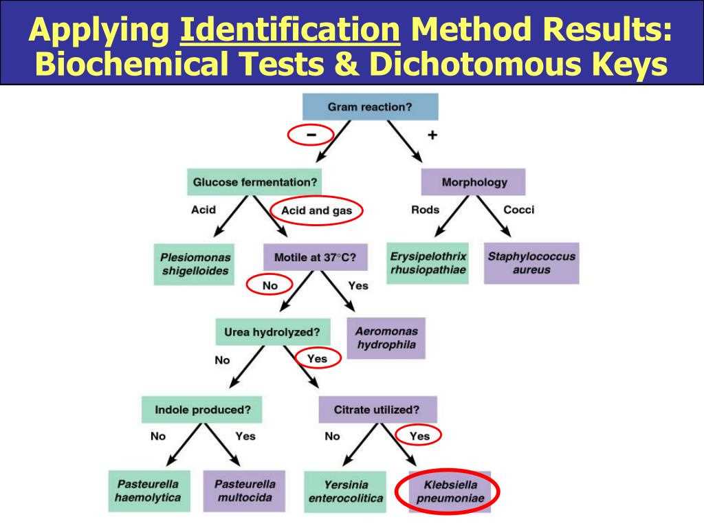 How to Unlock the Secrets of Snowflake Identification with Dichotomous ...