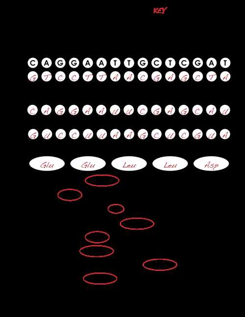 The Ultimate Transcription Activity Guide: Unveiling the Answer Key