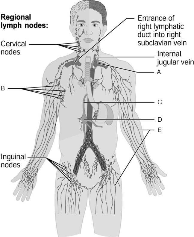 The Ultimate Guide to Acing Your Anatomy and Physiology Lab Final Exam