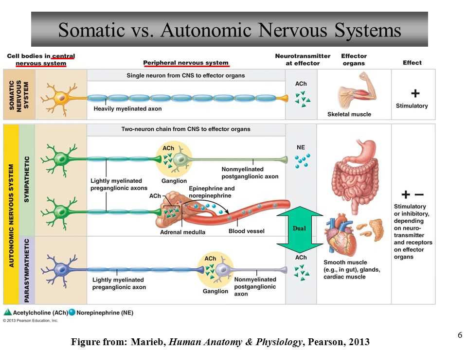 Unlocking the Secrets of Anatomy and Physiology: Expert Answers Revealed